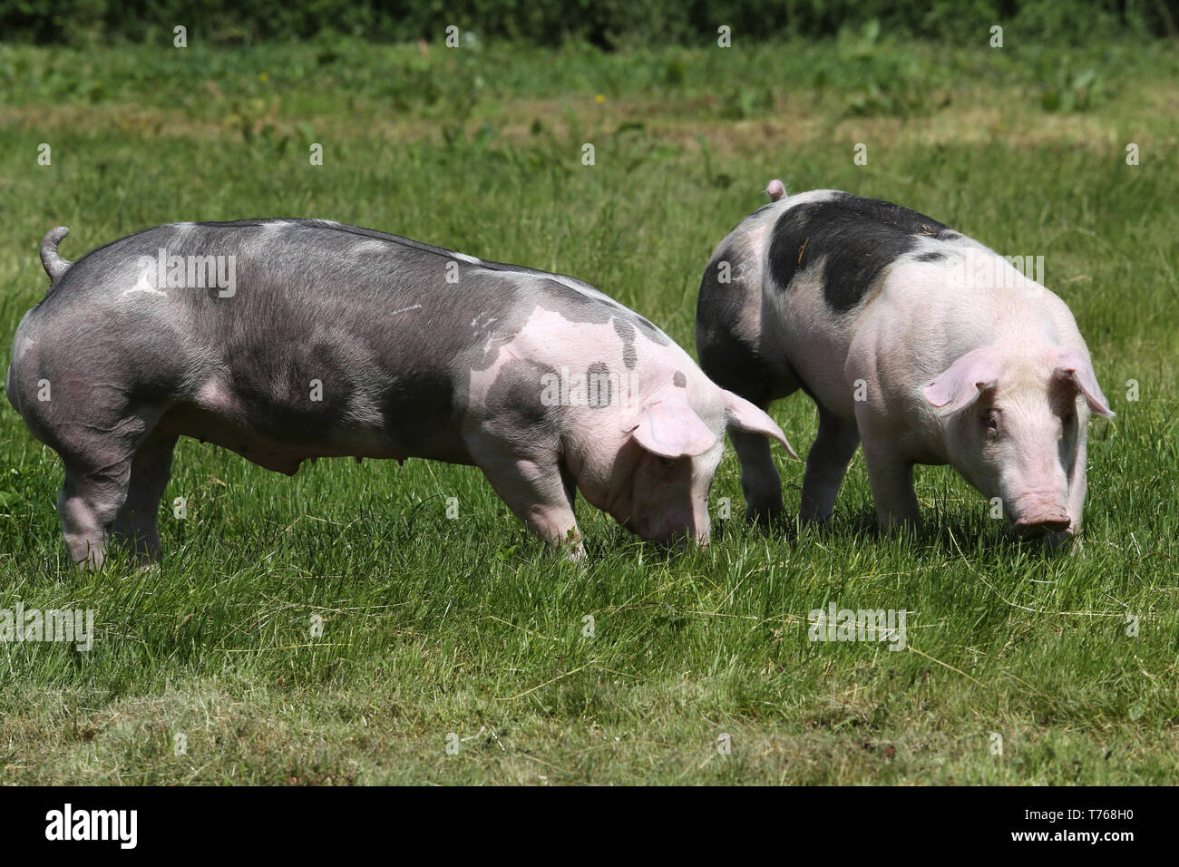Duroc piglets hi-res stock photography and images - Alamy