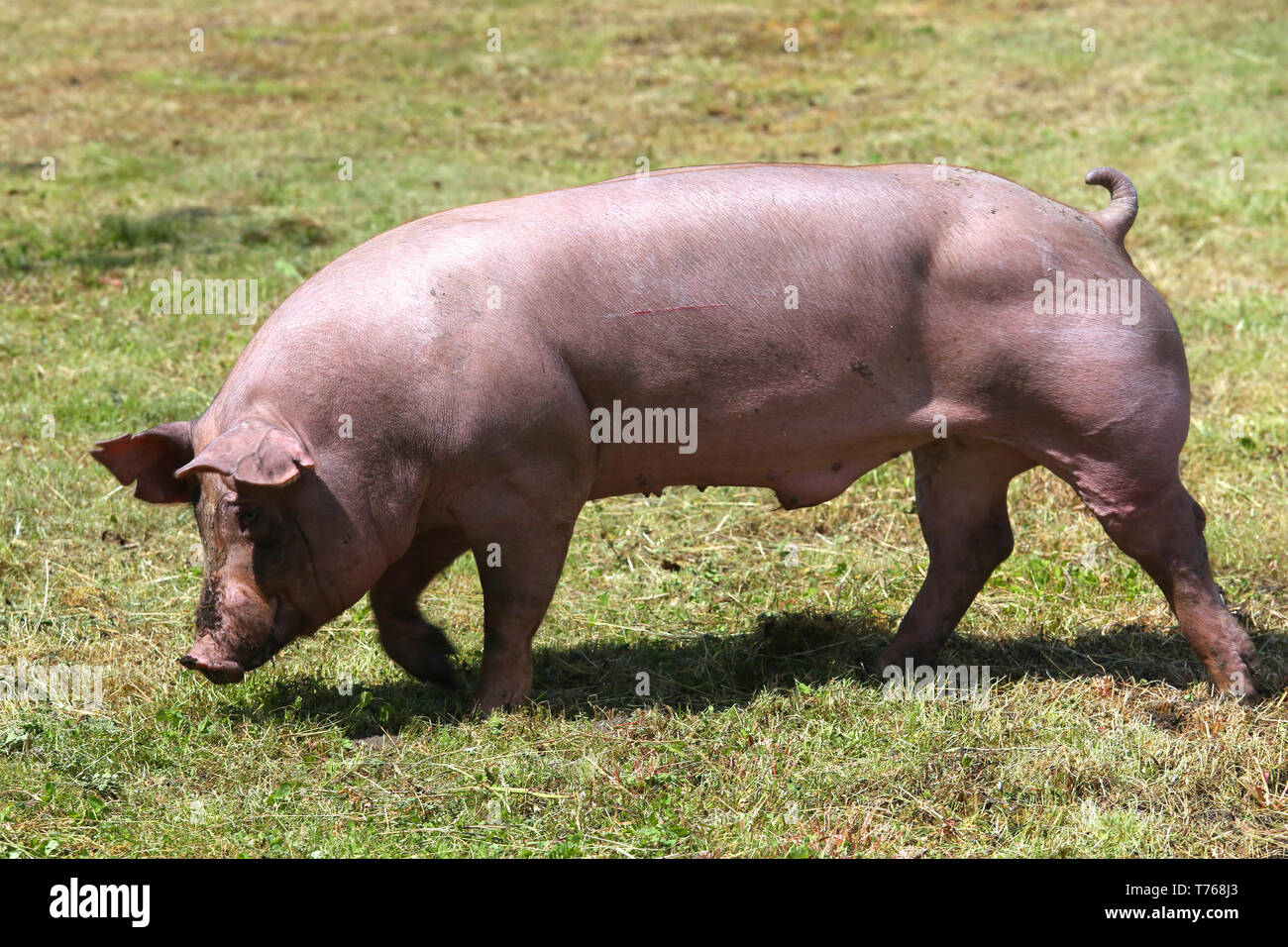 Beautiful young domestic pig breeding on animal farm Stock Photo - Alamy