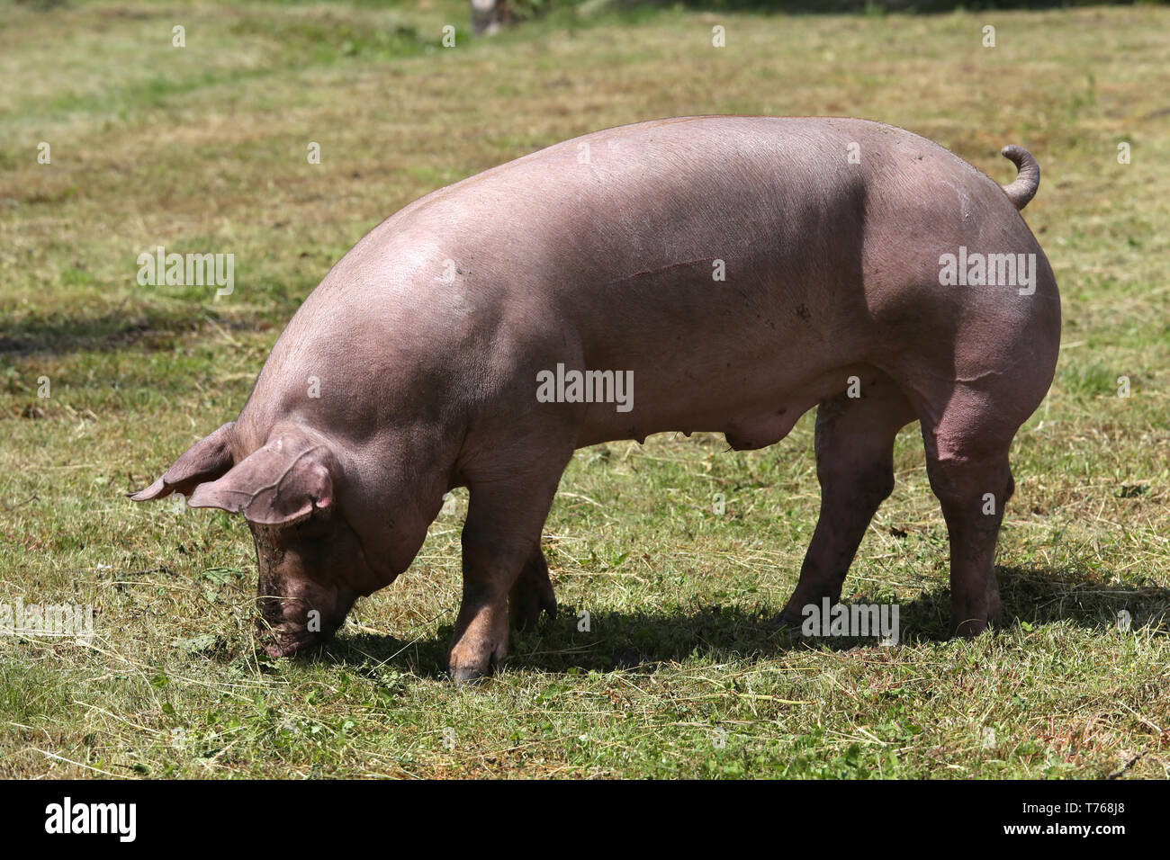 Beautiful young domestic pig breeding on animal farm Stock Photo - Alamy