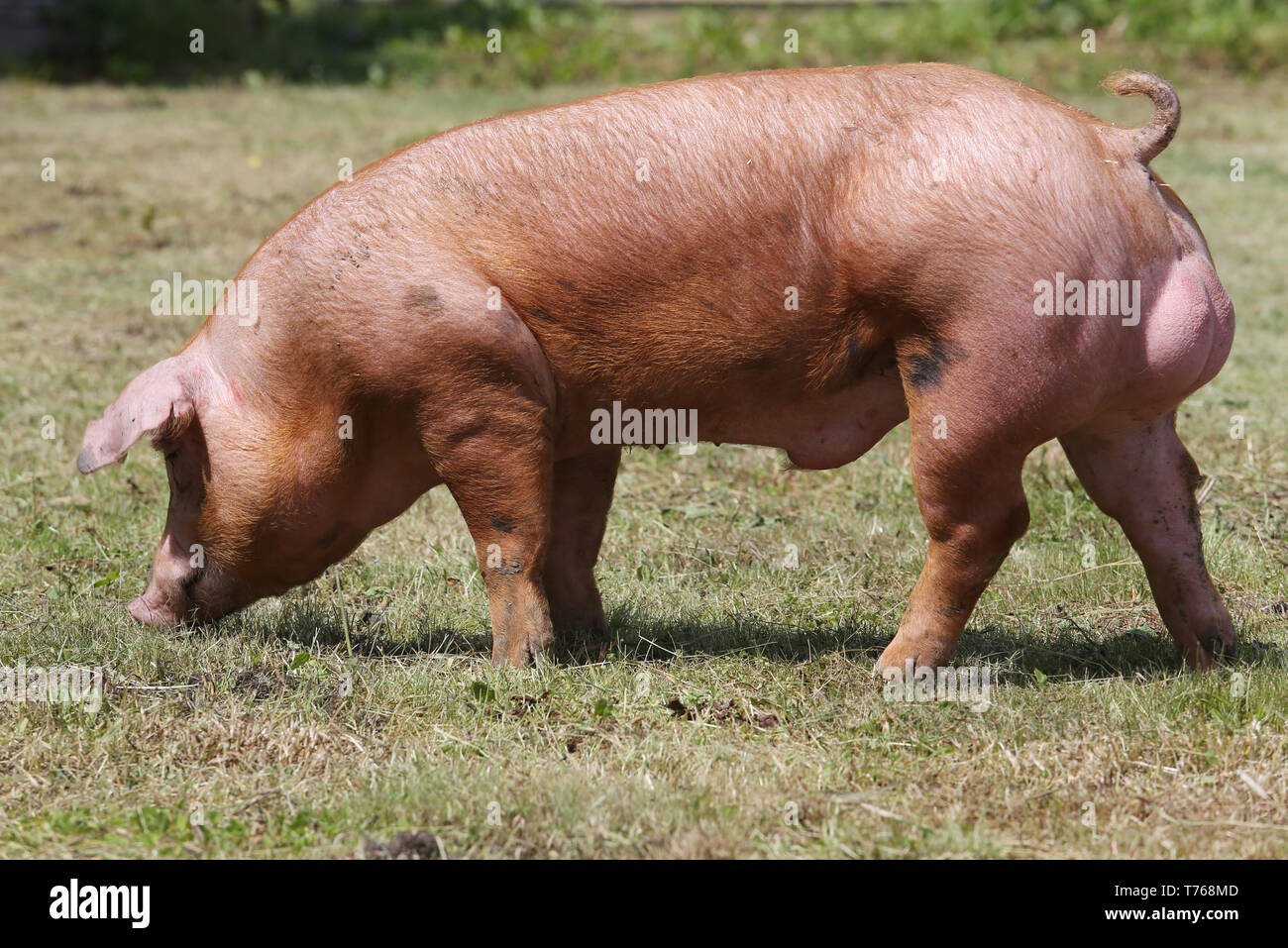 Side view photo of young pig near the farm rural scenic Stock Photo - Alamy
