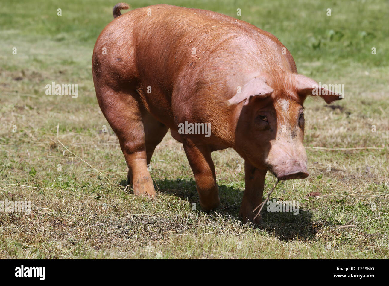Front view photo of young pig near the farm Stock Photo - Alamy