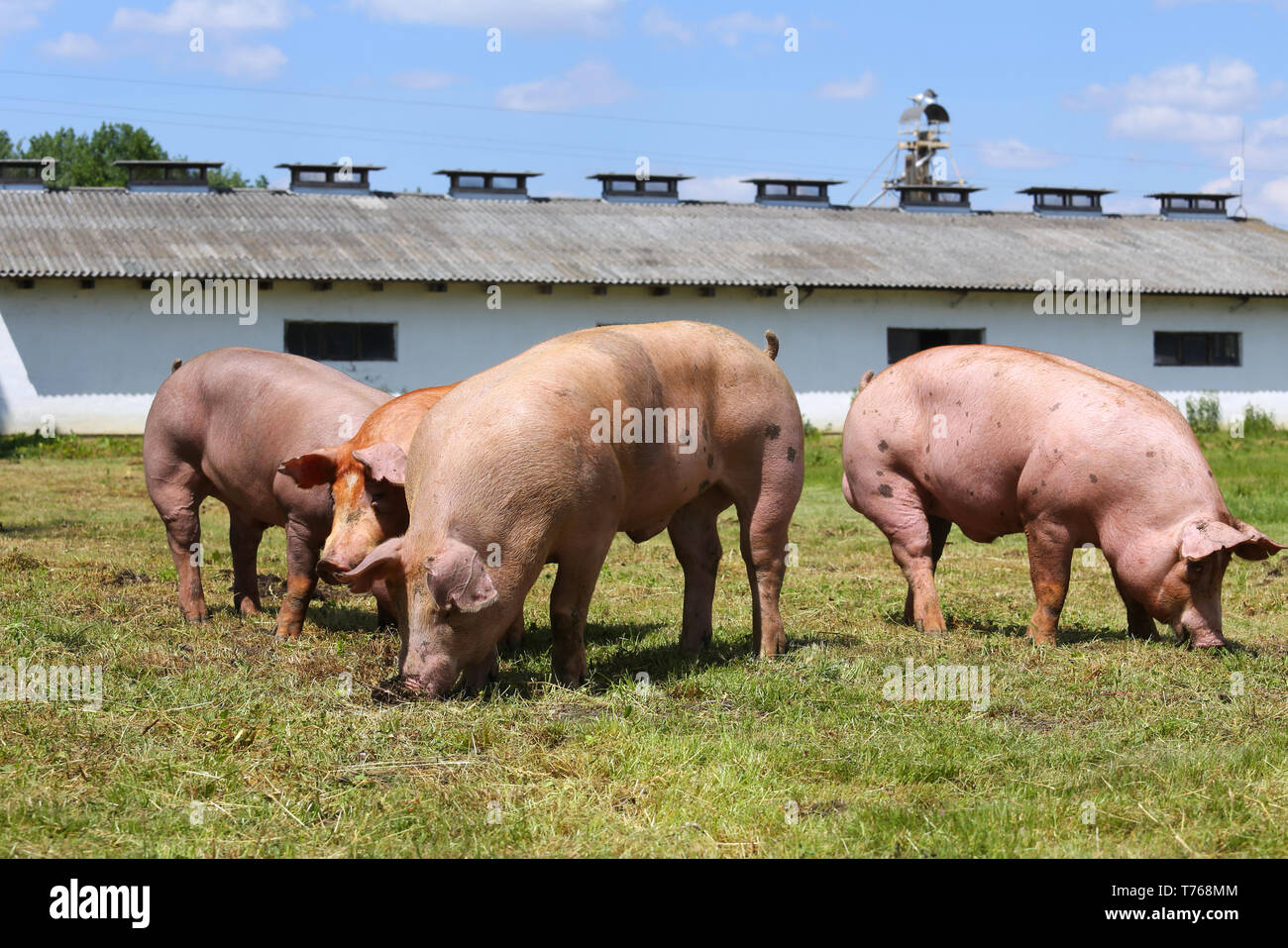 Group of pigs farming raising breeding in animal farm rural scene Stock ...