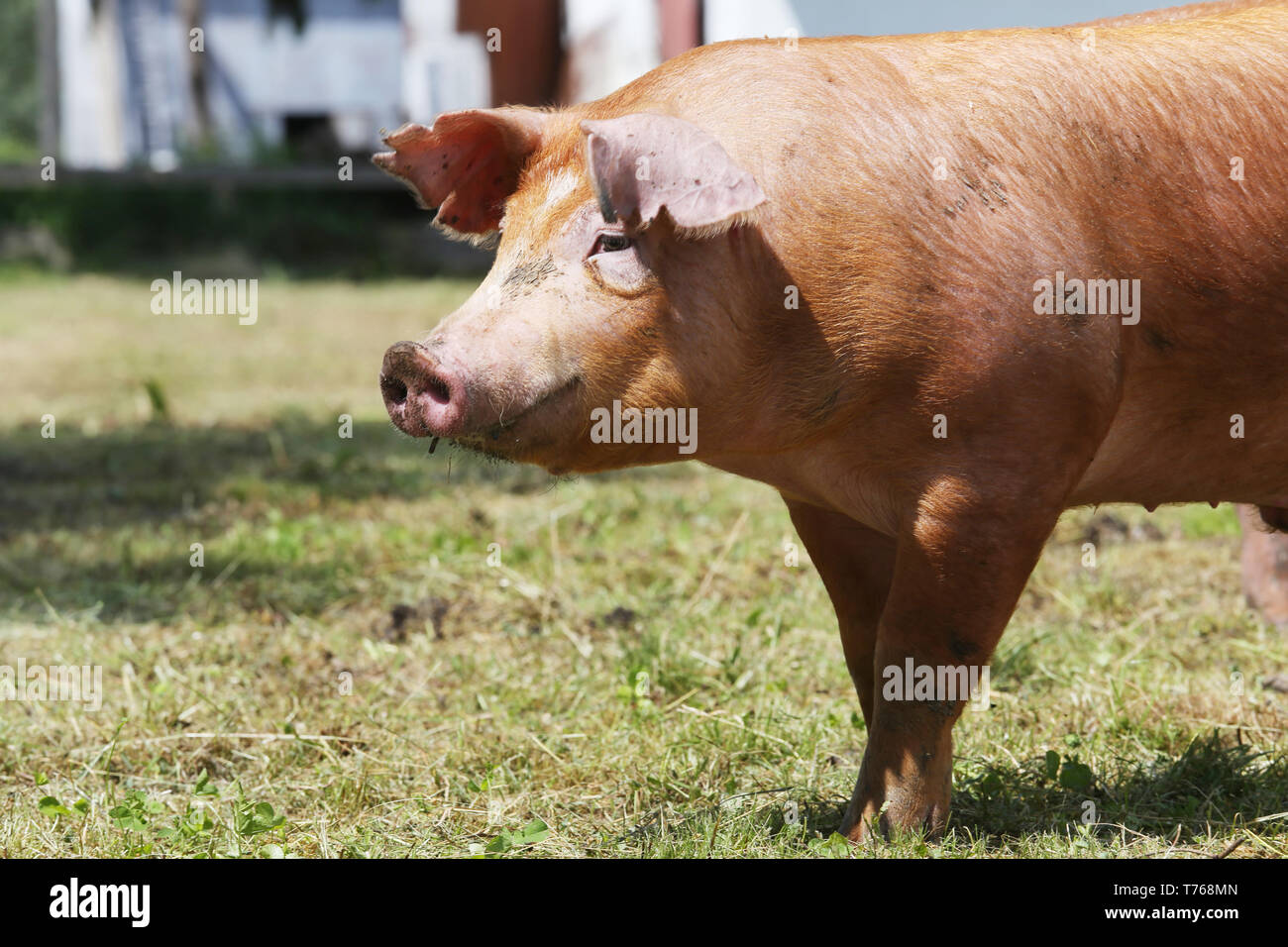 Side view photo of young pig near the farm rural scene summertime Stock ...