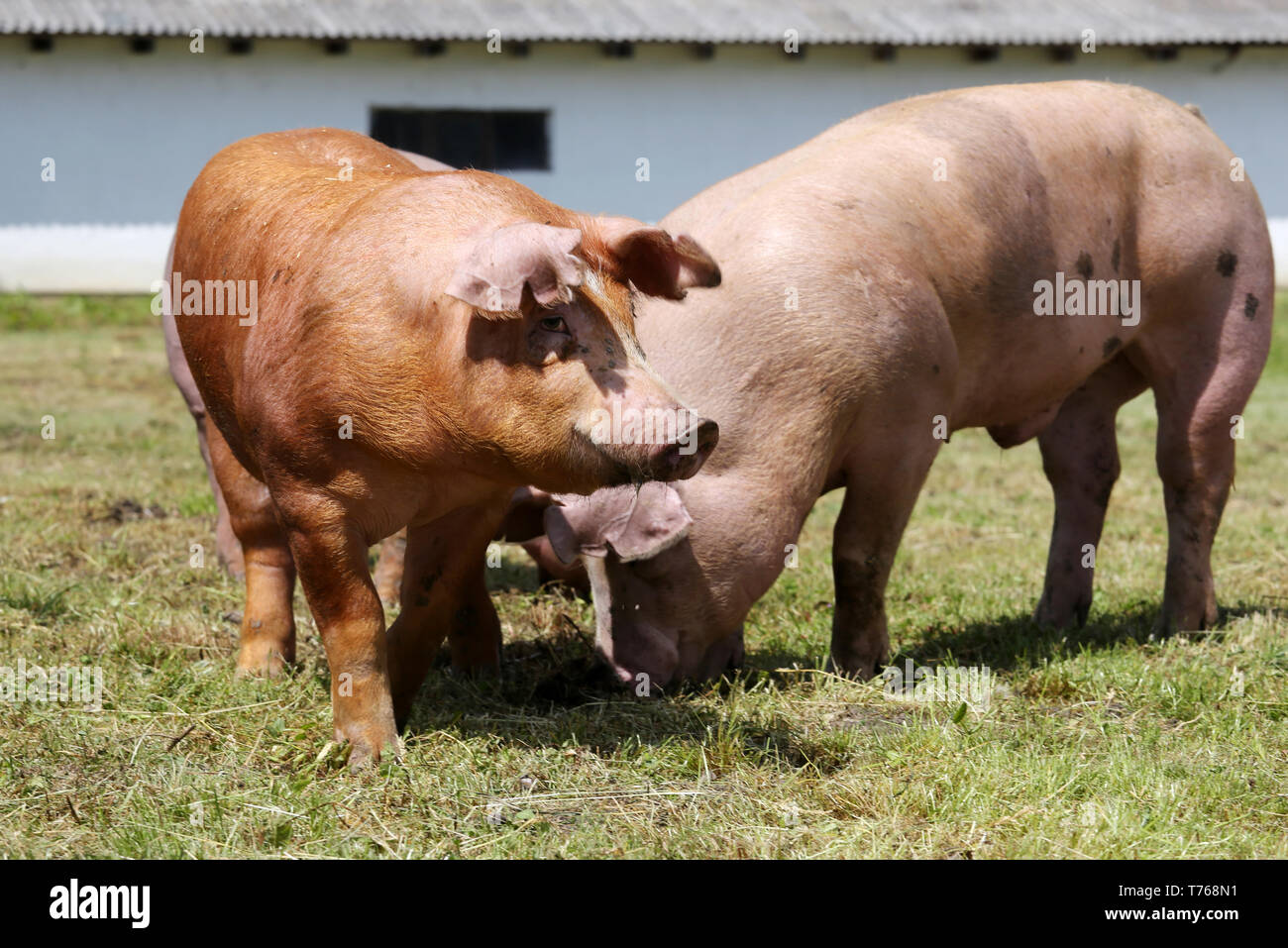 Pigs farming raising breeding in animal farm rural scene Stock Photo ...