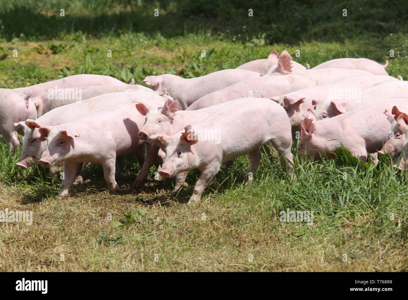 Little pigs piglets graze free on the farm summertime. Group of small ...