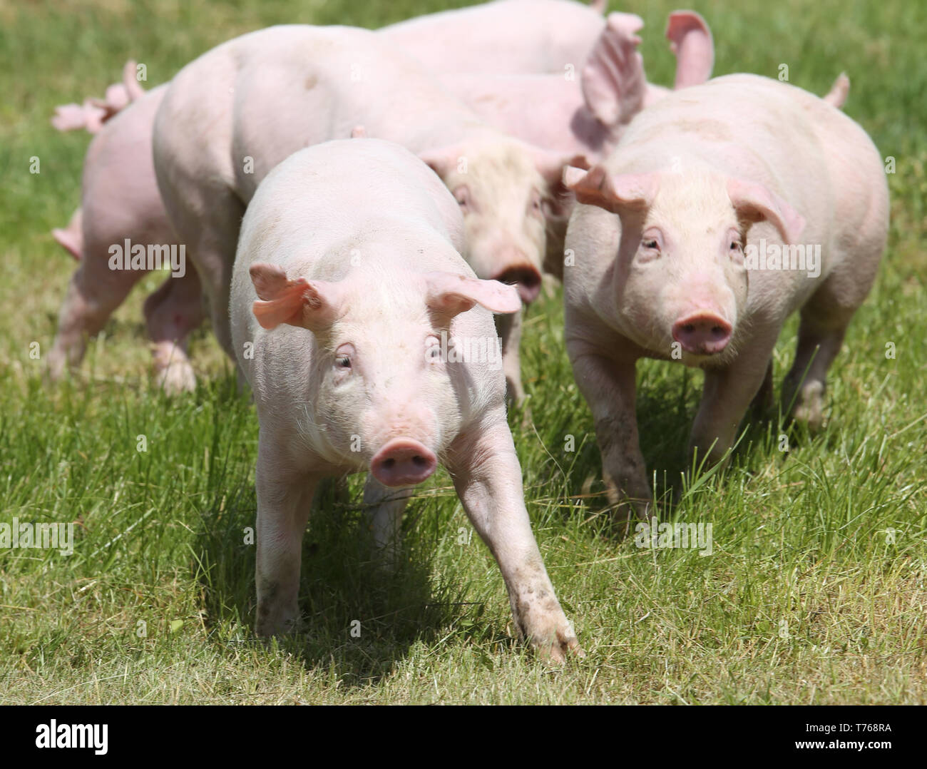 Pigs farming raising breeding in animal farm rural scene Stock Photo ...