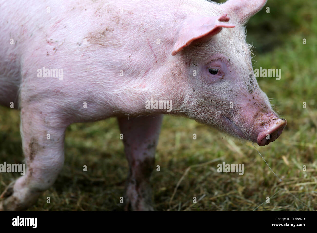 Small pink pig eating fresh green grass on the meadow Stock Photo - Alamy