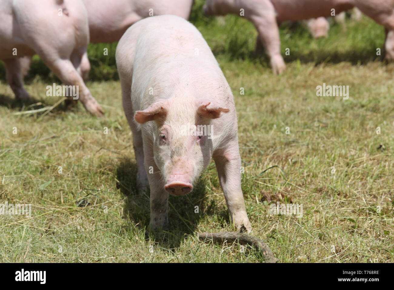 Little pink growing piglets grazing on rural pig farm Stock Photo - Alamy