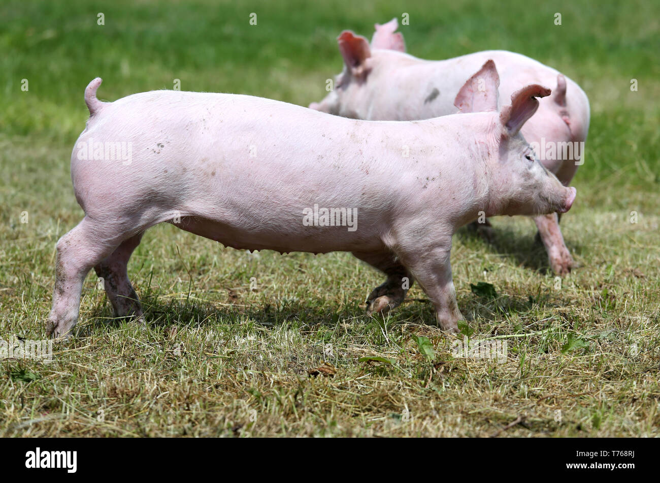 Photo of young piglets runs on green grass near the farm Stock Photo ...