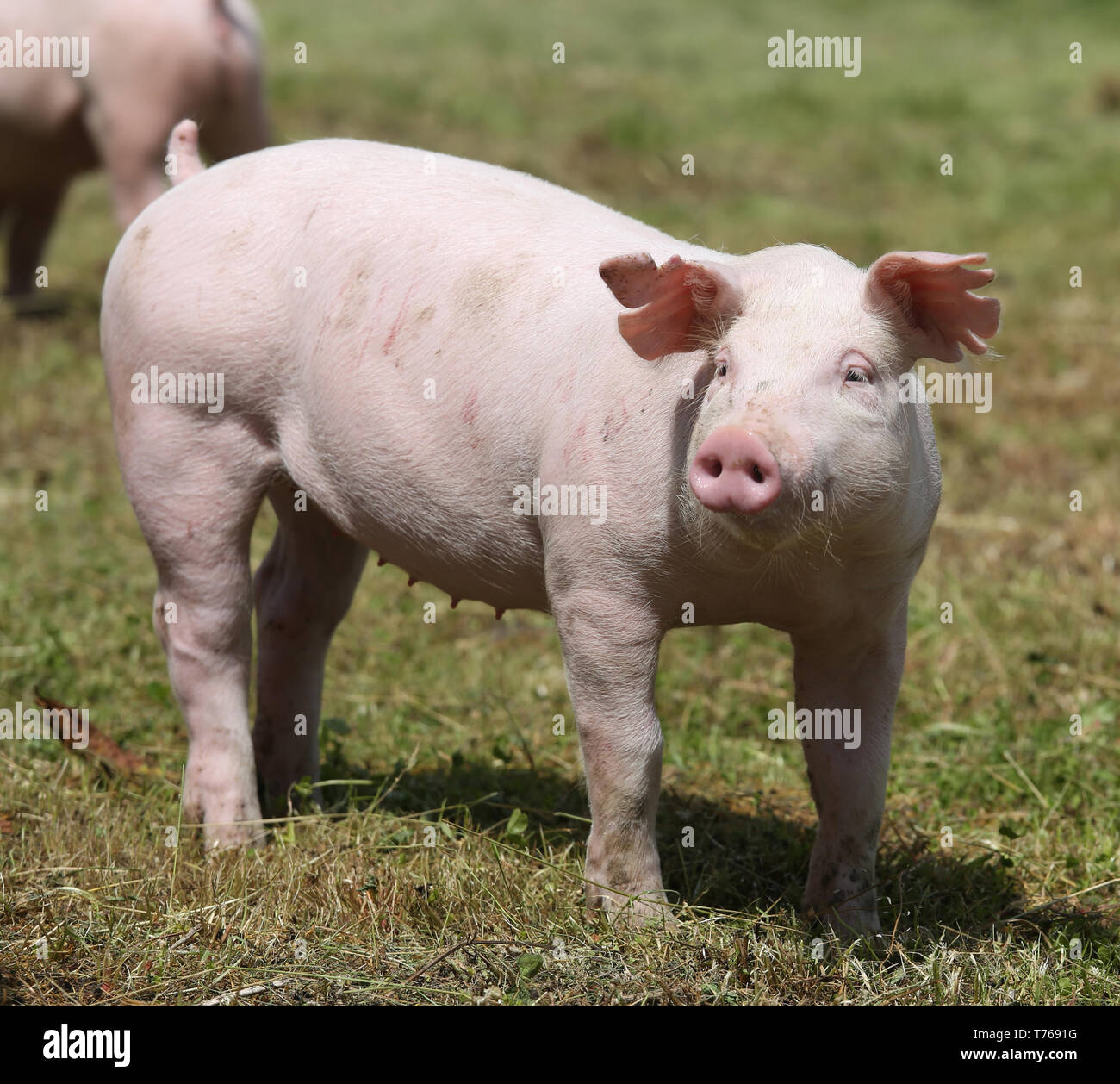 Little pink growing piglet grazing on rural pig farm summertime Stock ...