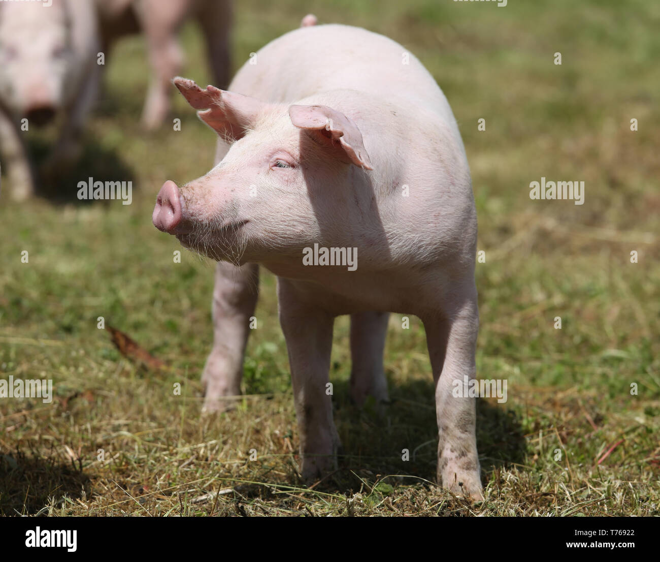 Piglet graze on animal farm summetime. Pigs farming raising breeding in ...