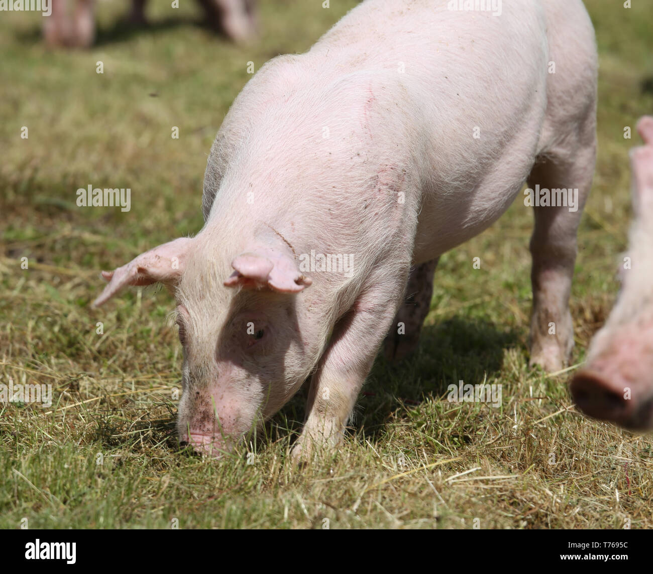 Little pink growing piglet grazing on rural pig farm Stock Photo - Alamy