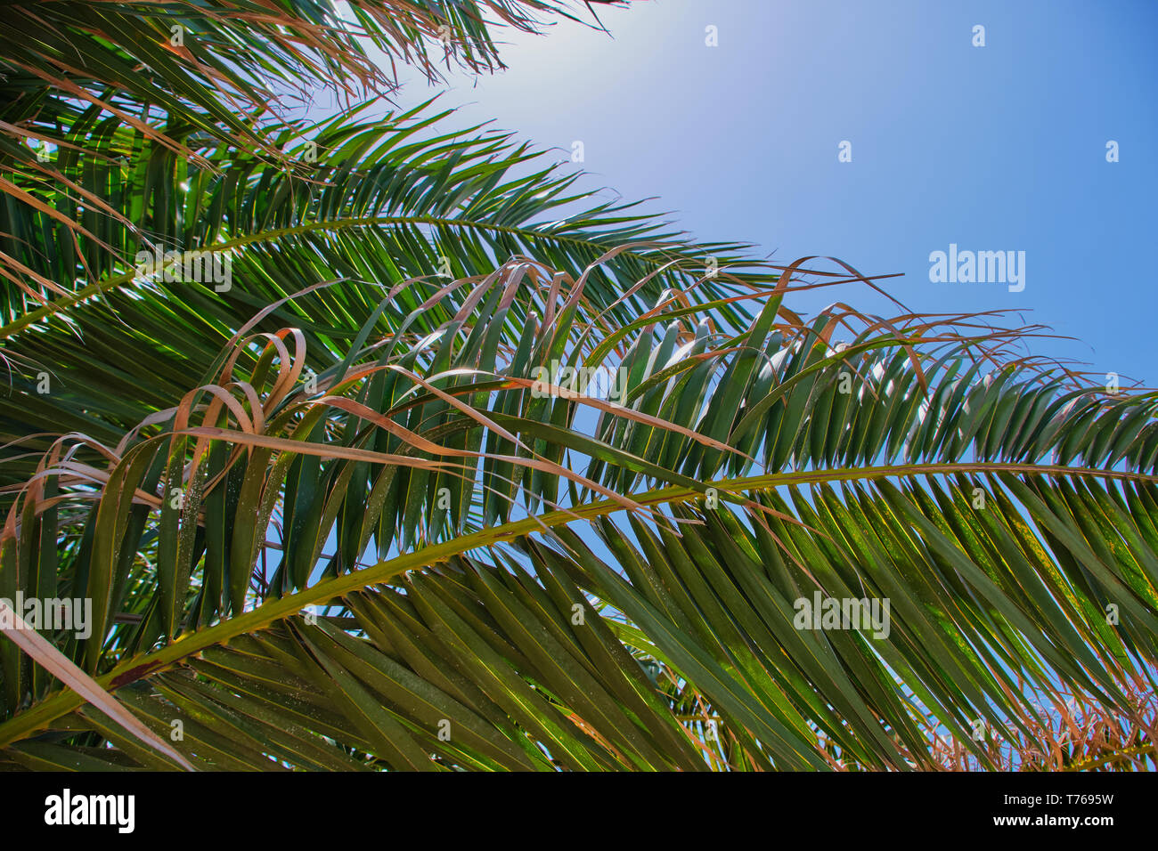 horizontal color picture of palm tree branches against blue sky, sun is ...