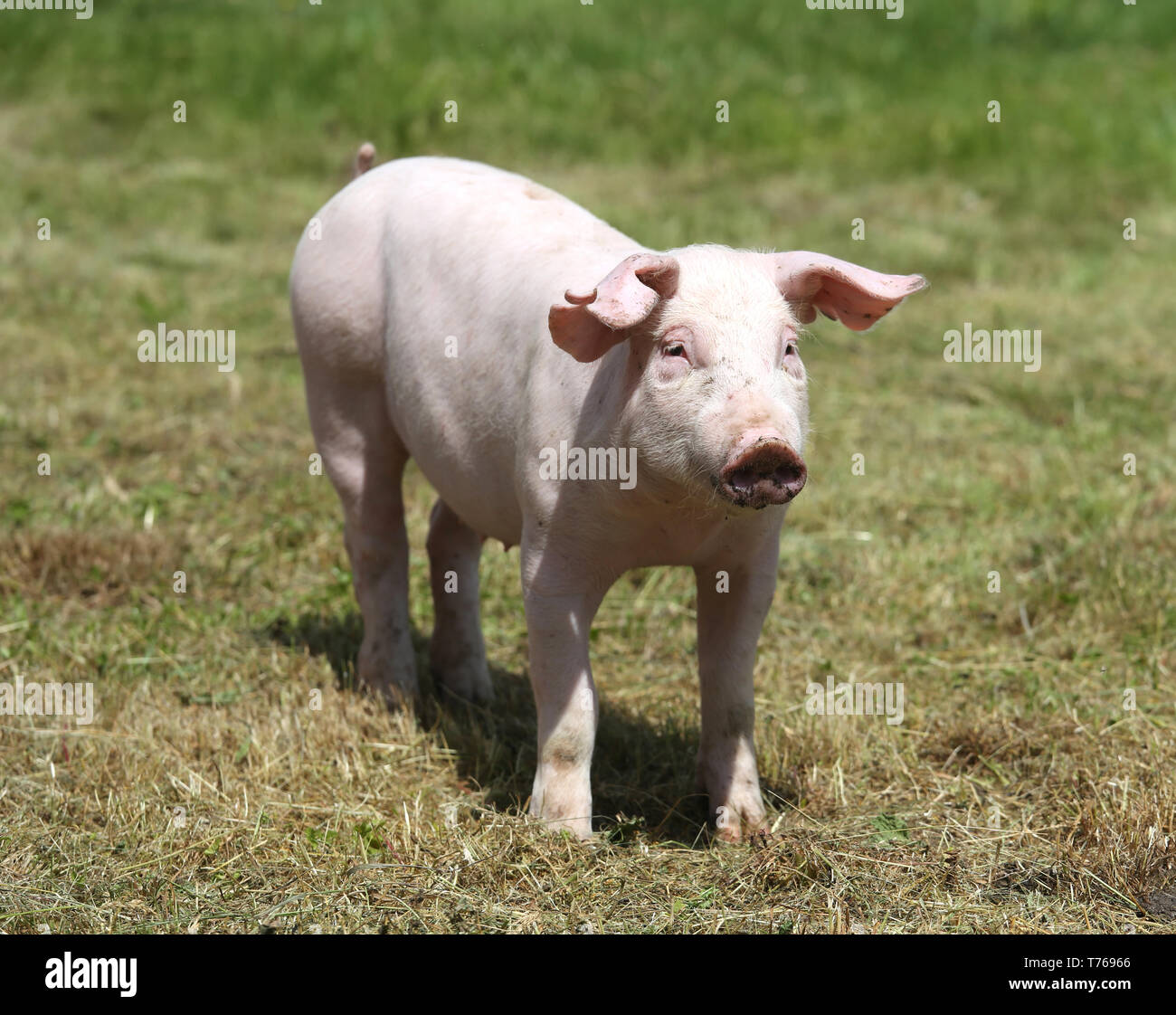 Little pink growing piglets grazing on rural pig farm Stock Photo - Alamy