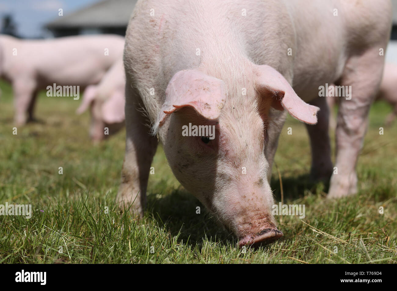 Little pig face closeup at animal farm rural scene summertime Stock ...