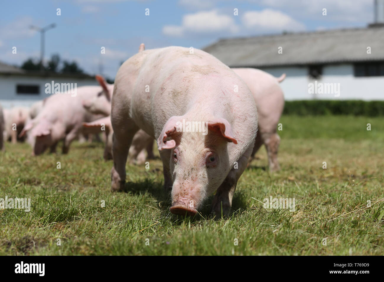 Closeup of young piglet on green background at pig farm Stock Photo - Alamy
