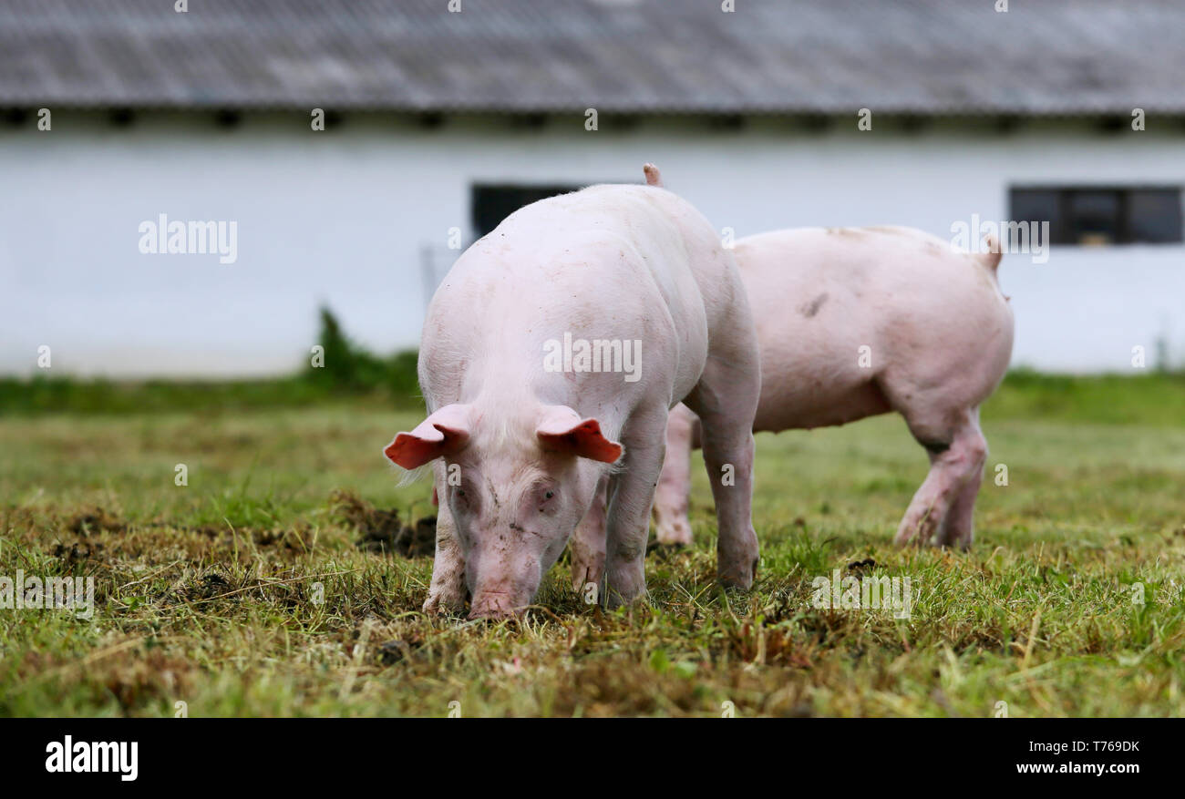 Young piglet on green grass meadow at pig breeding farm rural scene ...