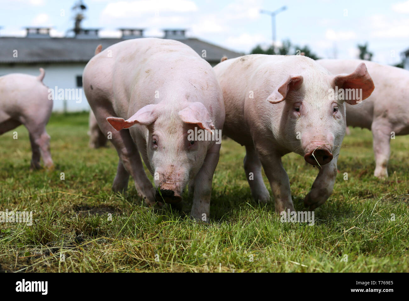 Group of small pigs eating fresh green grass on the meadow Stock Photo ...