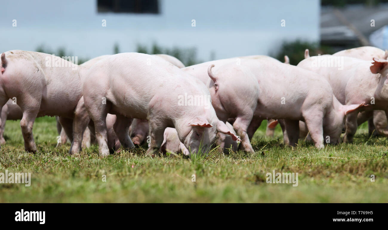 Pigs farming raising breeding in animal farm rural scene Stock Photo ...
