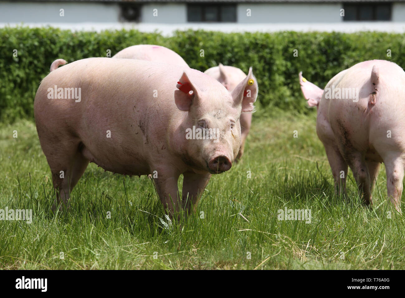 pink growing piglets grazing on rural pig farm Stock Photo - Alamy