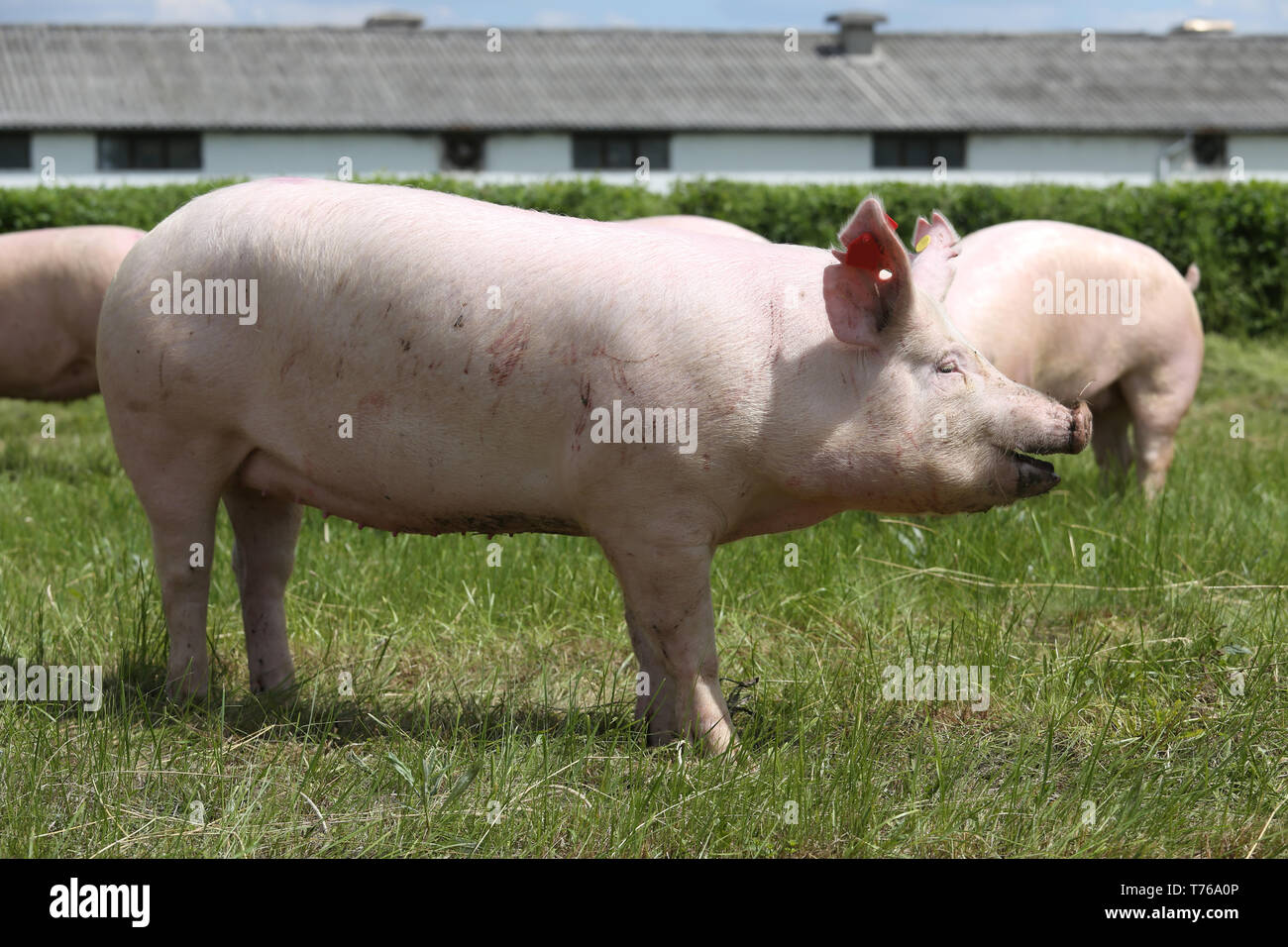 Pigs farming raising breeding in animal farm rural scene Stock Photo ...