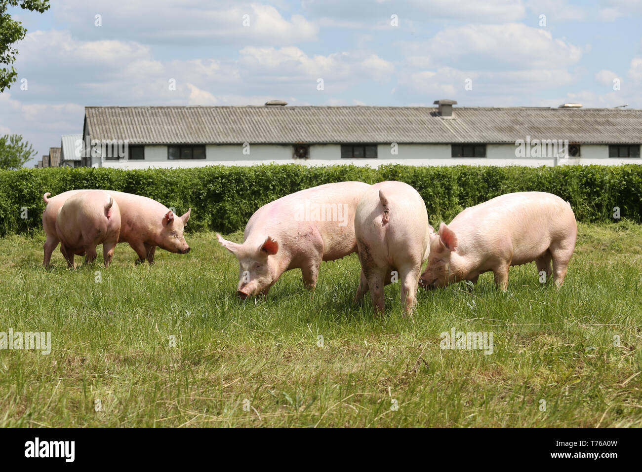 Herd of pigs breeding on animal farm summertime Stock Photo - Alamy