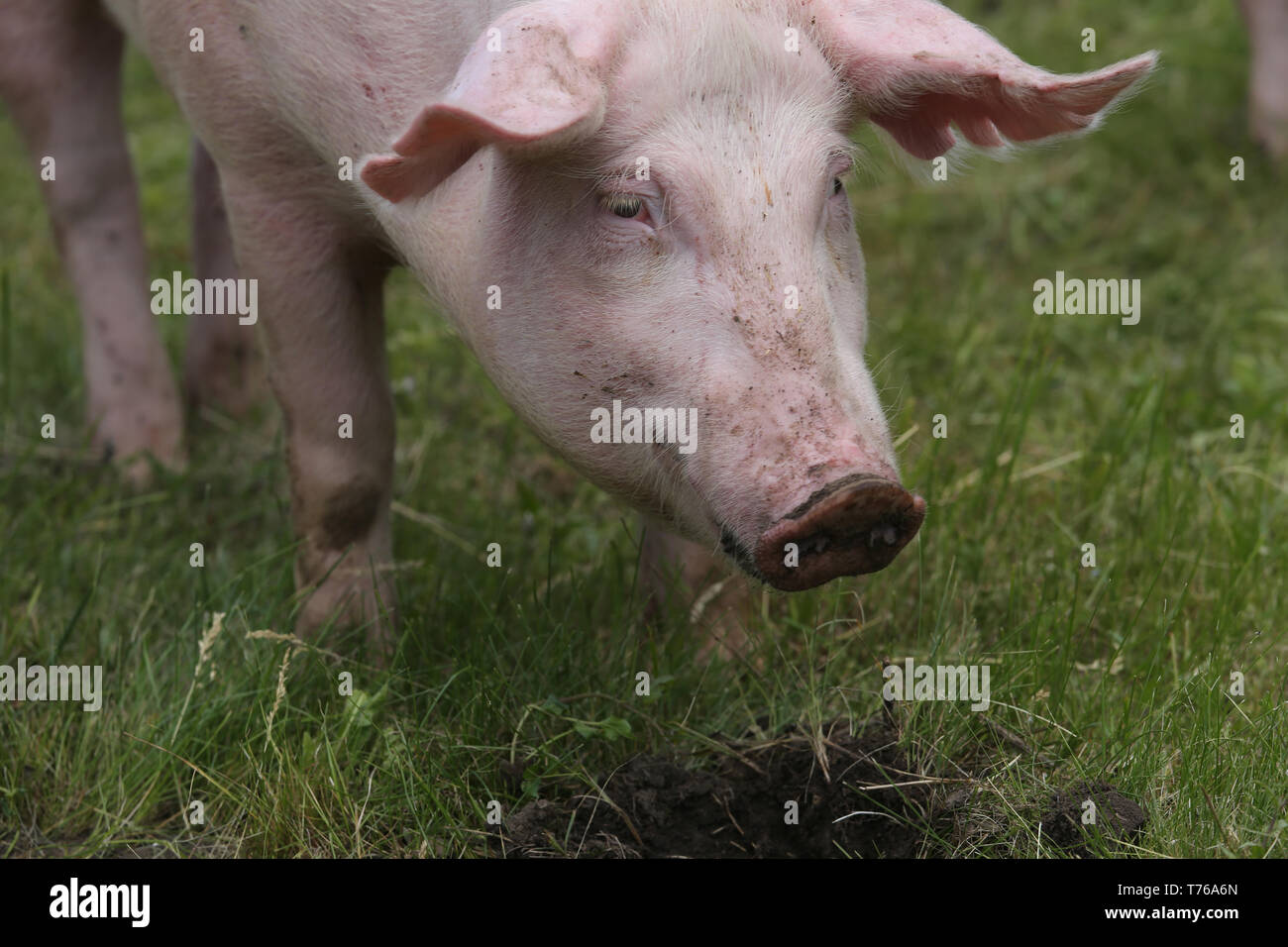 Domestic duroc breed pig head shot at animal farm on pasture Stock ...
