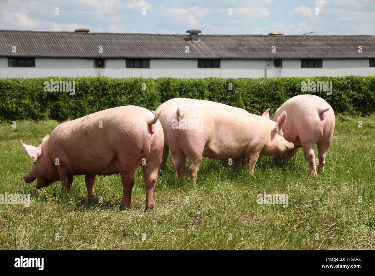 Little growing piglets grazing on rural animal farm Stock Photo - Alamy