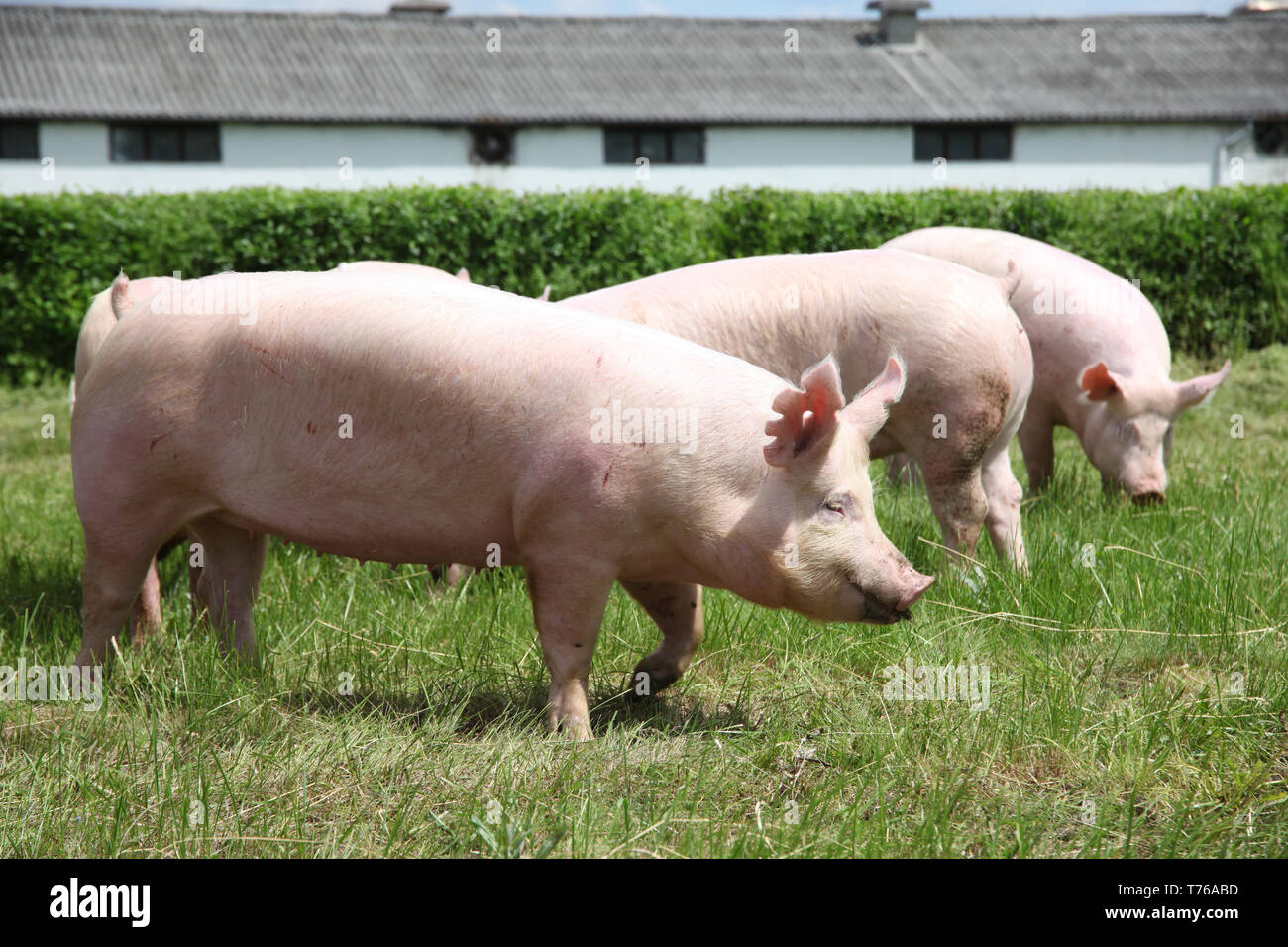 Little growing piglets grazing on rural animal farm Stock Photo - Alamy