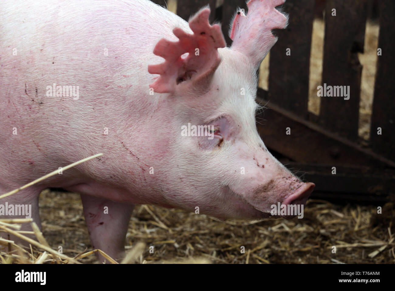Pink colored young domestic pig standing in the barn Stock Photo - Alamy
