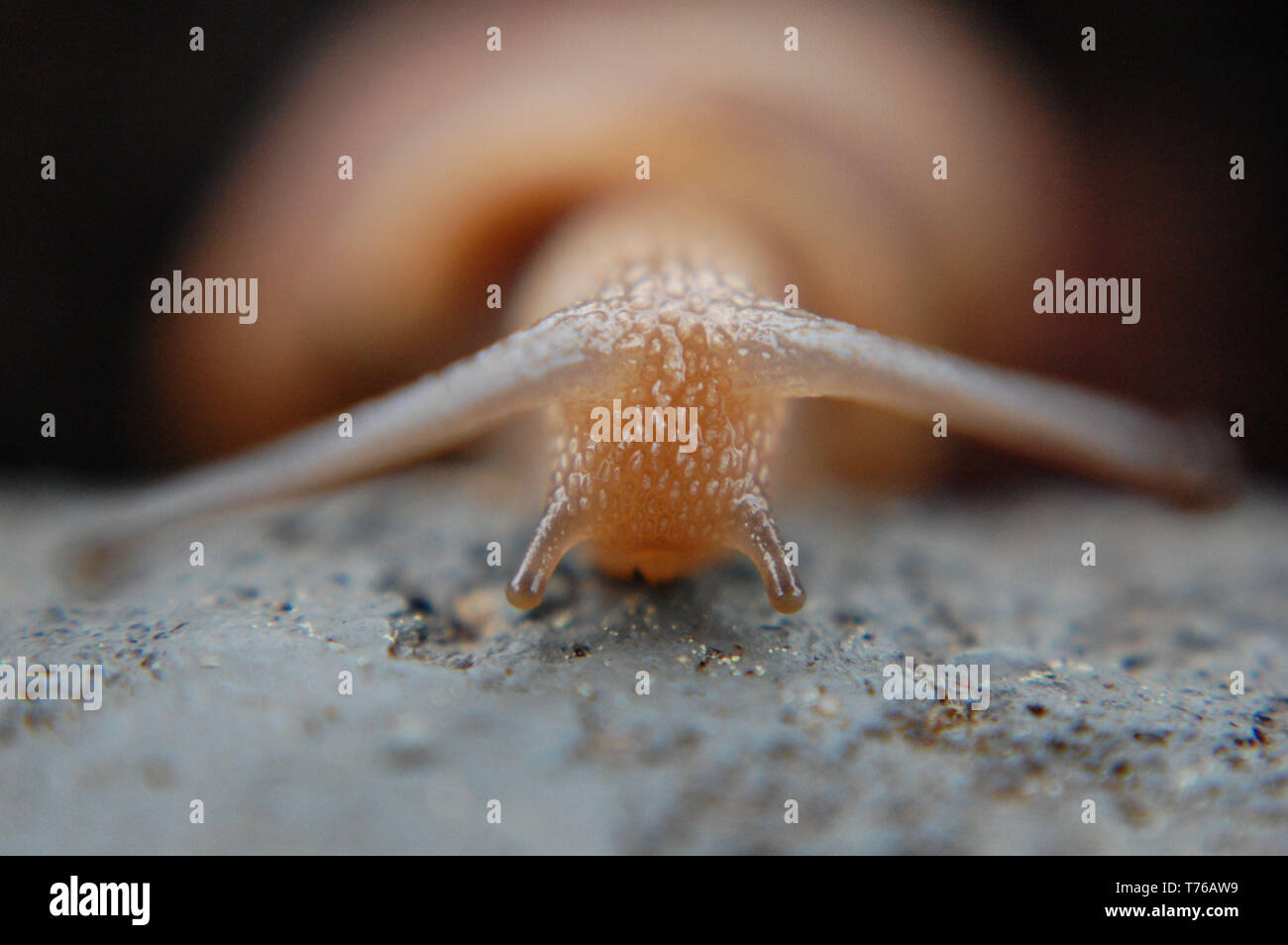 Macro creature hi-res stock photography and images - Alamy