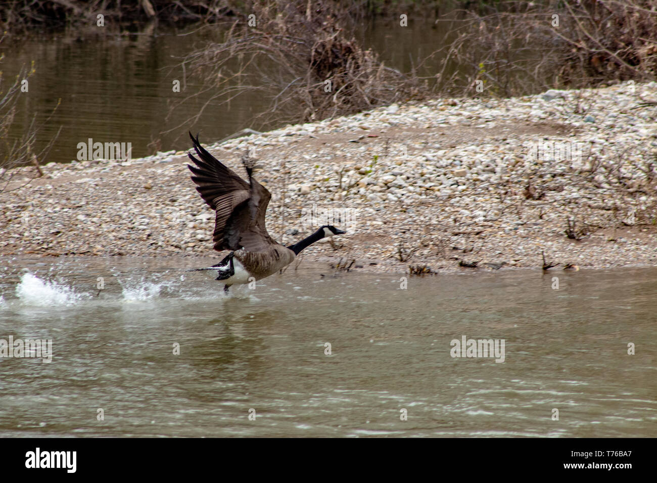 Connecticut river eagle hi-res stock photography and images - Alamy