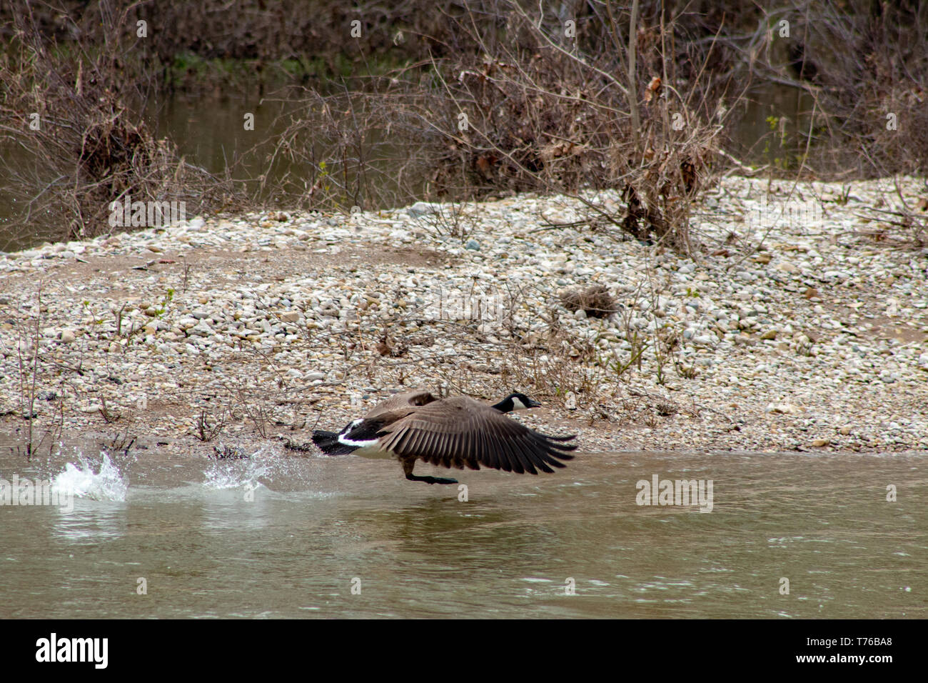 Canada Goose Taking Off From a River Stock Photo - Alamy