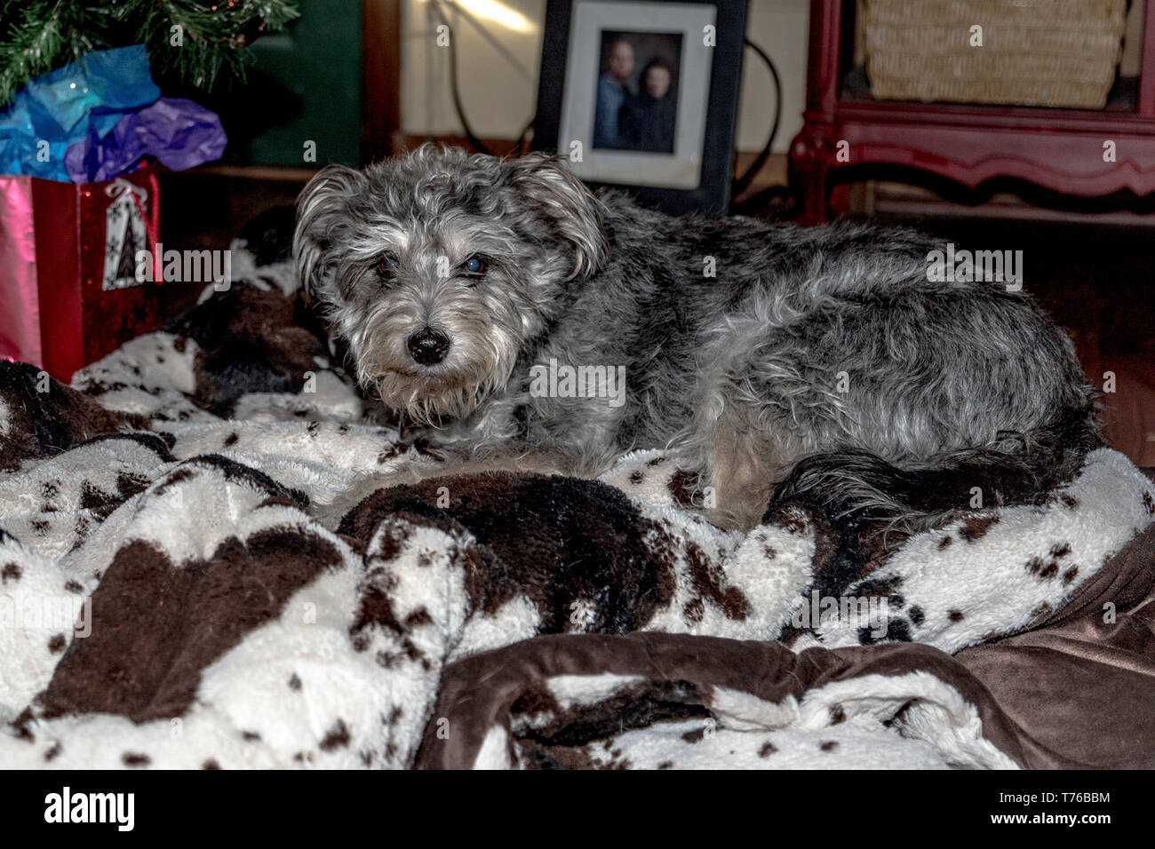 Christmas photos with dogs hi-res stock photography and images - Alamy