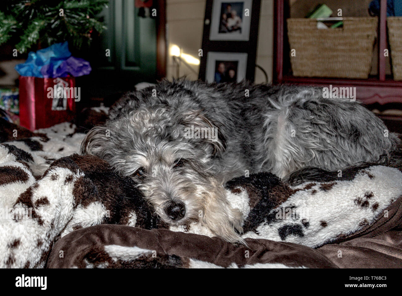 Christmas photos with dogs hi-res stock photography and images - Alamy