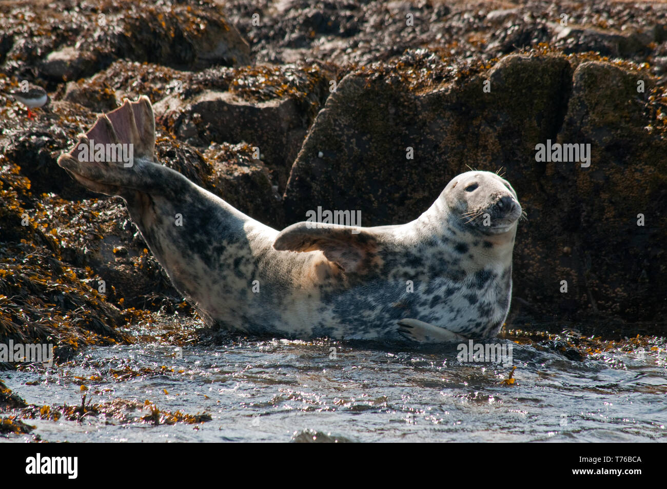 Great seals of england hi-res stock photography and images - Alamy