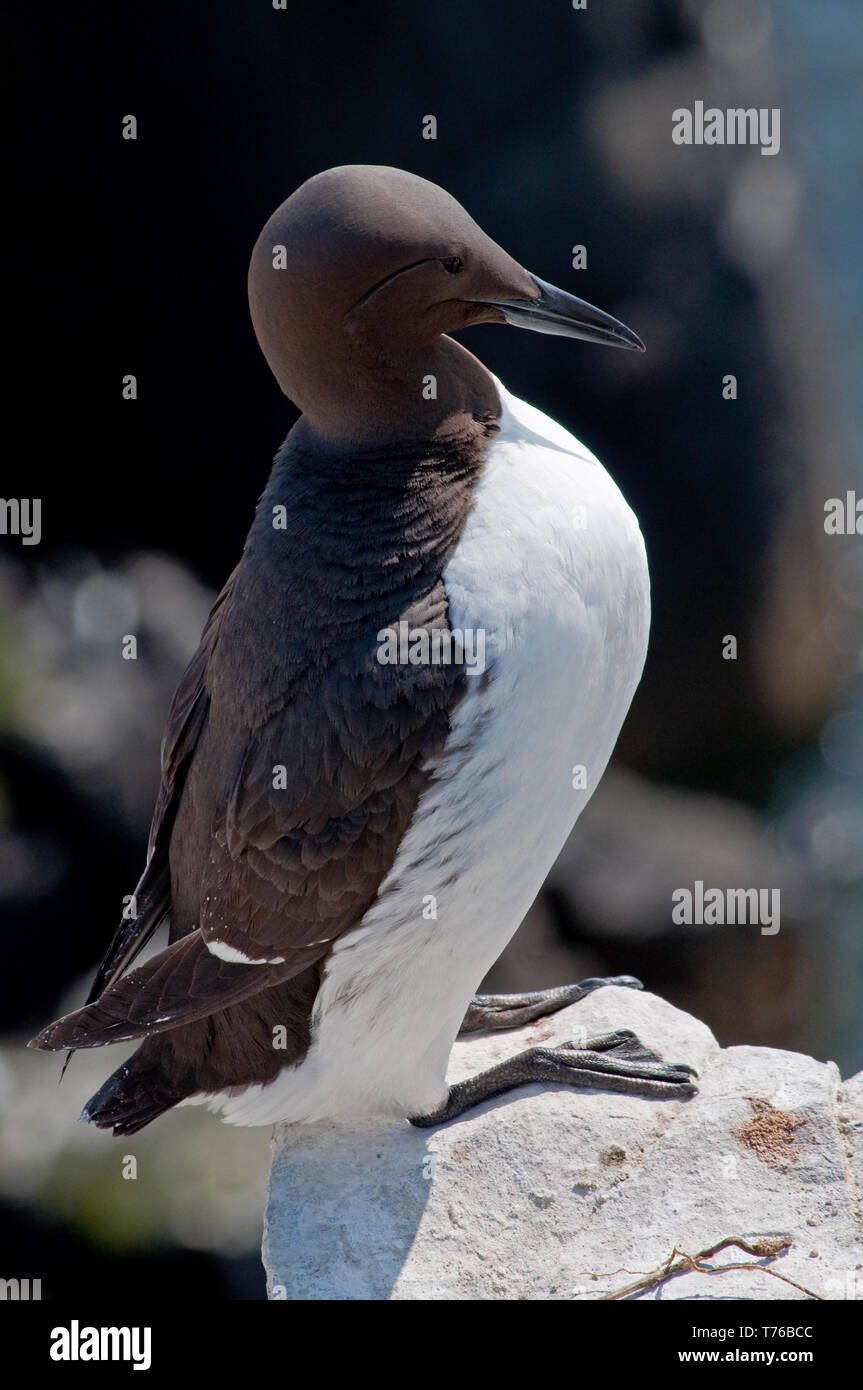 Black guillemot uk hi-res stock photography and images - Alamy