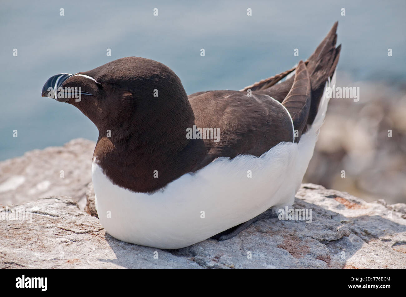 Razorbill england hi-res stock photography and images - Alamy