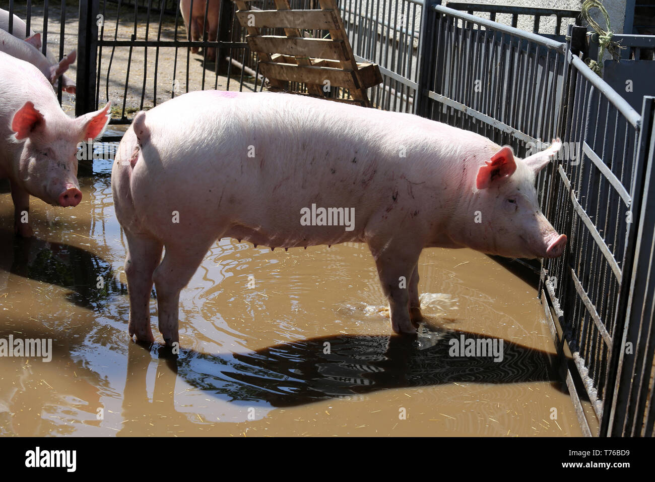 Pig enjoyed the shower at animal farm summertime Stock Photo - Alamy