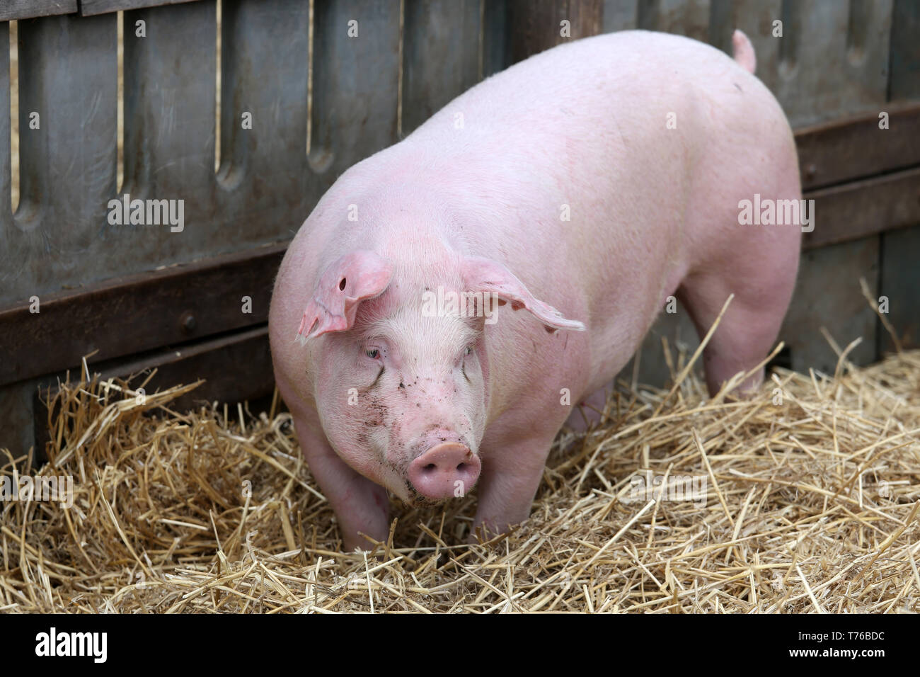 Beautiful young sow watched me in the corral Stock Photo - Alamy