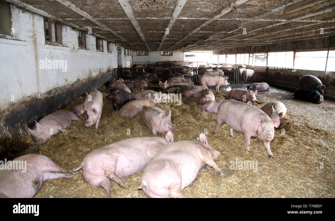 Young pig sows laying on fresh hay at piggery. Pigs living on organic ...