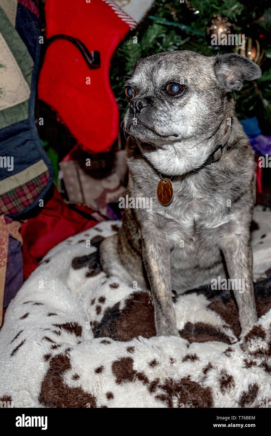 Christmas photos with dogs hi-res stock photography and images - Alamy