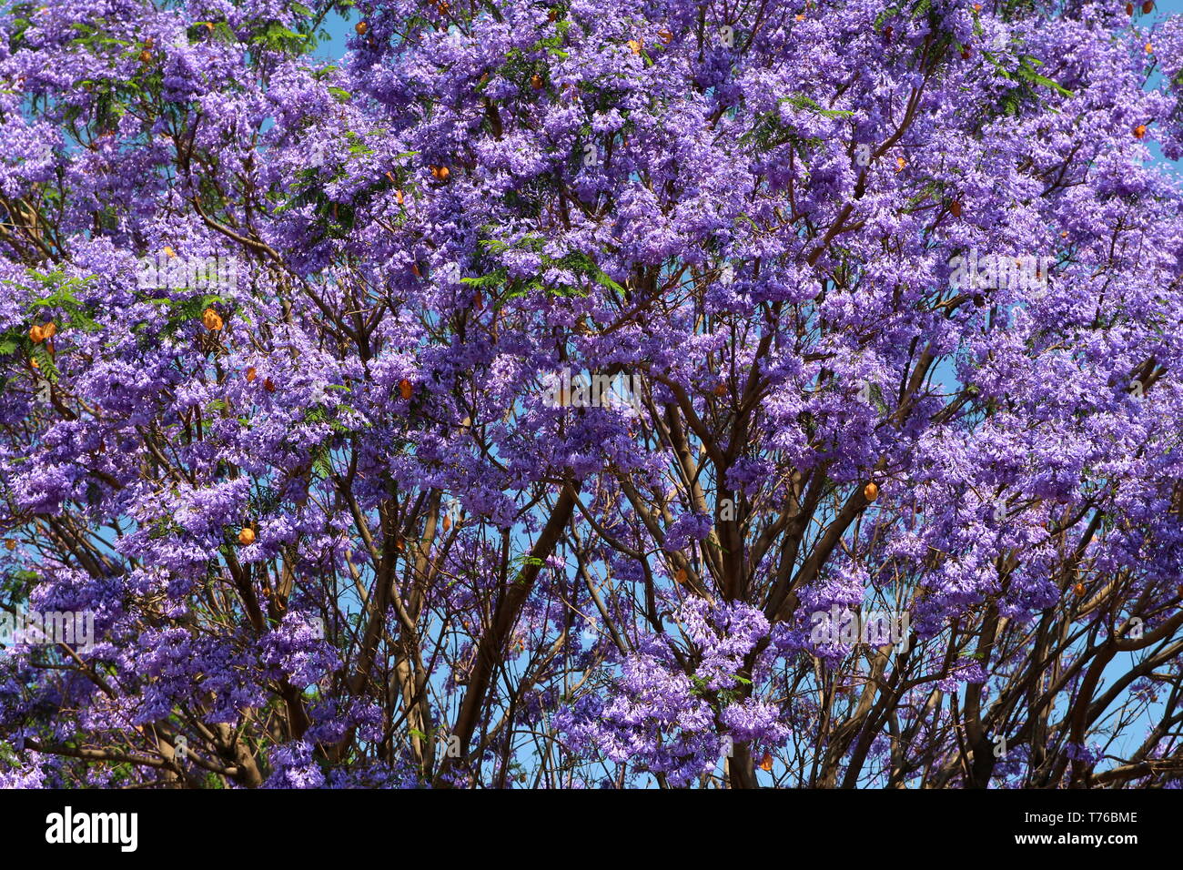 Jacaranda Blossom High Resolution Stock Photography and Images - Alamy