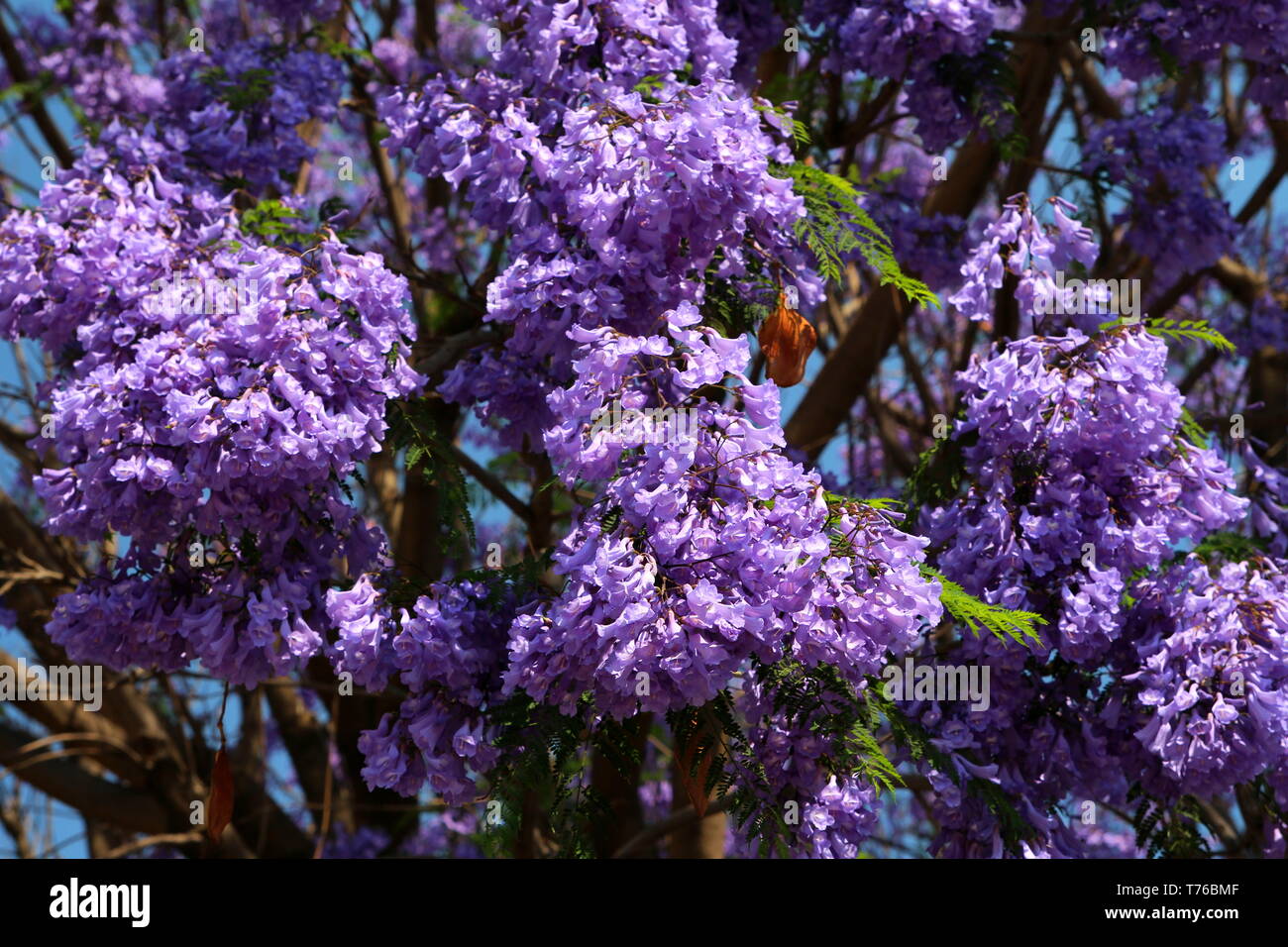 Warm climate Jacaranda mimosifolia tree blooming in Mexico in April ...