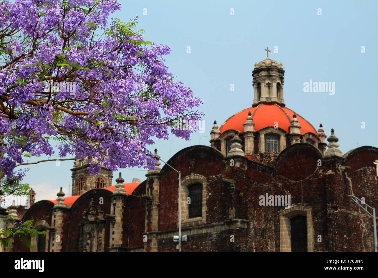 Warm climate Jacaranda mimosifolia tree blooming in Mexico in April ...