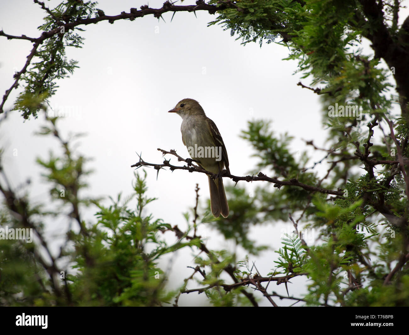 A small bird on an espinillo tree (Vachellia caven) in Rio Ceballos ...