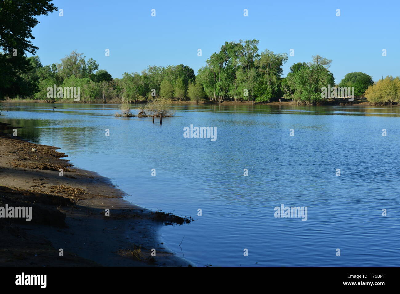 Discovery Park in Sacramento in late spring Stock Photo - Alamy