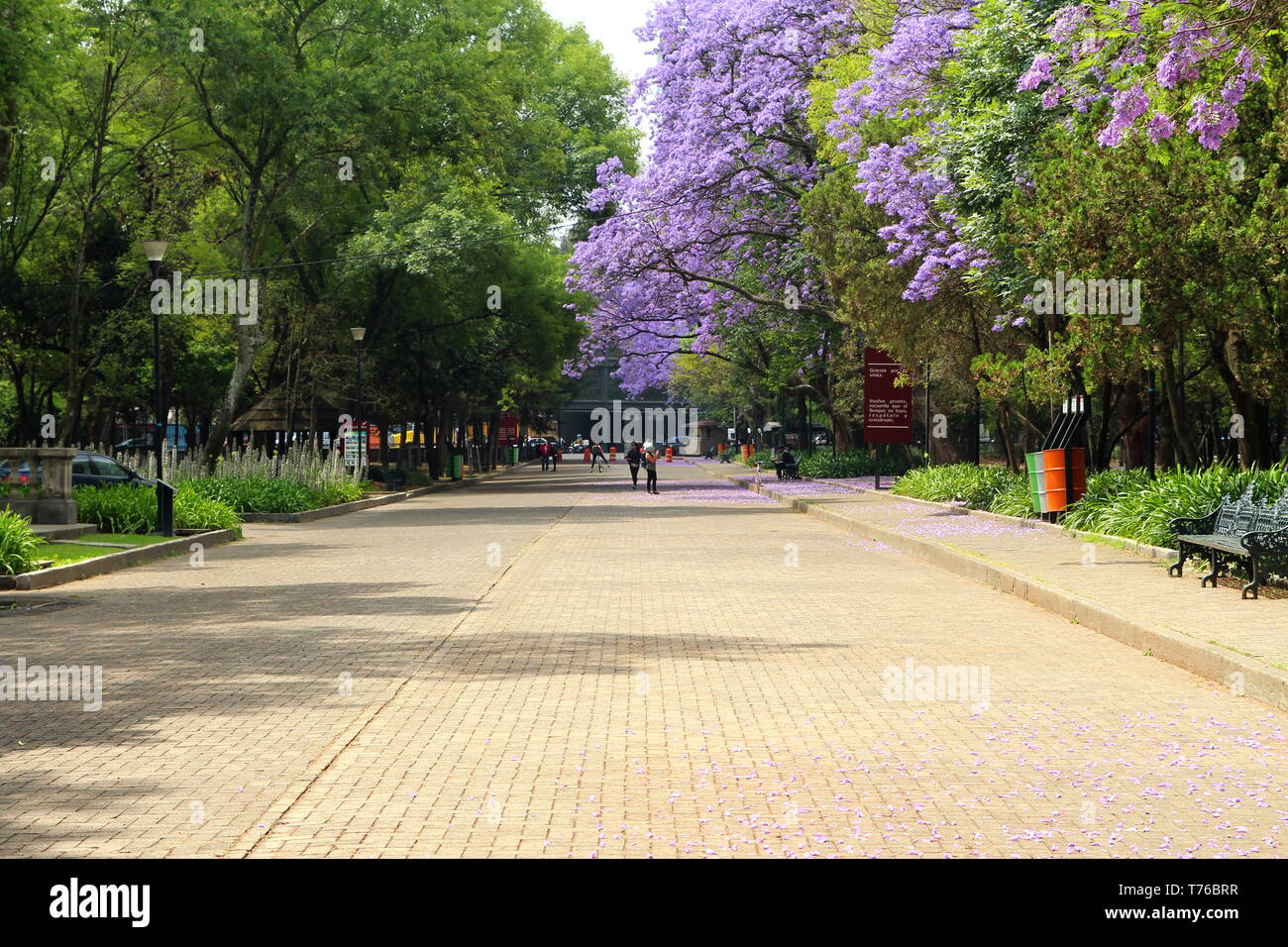 Warm climate Jacaranda mimosifolia tree blooming in Mexico in April ...