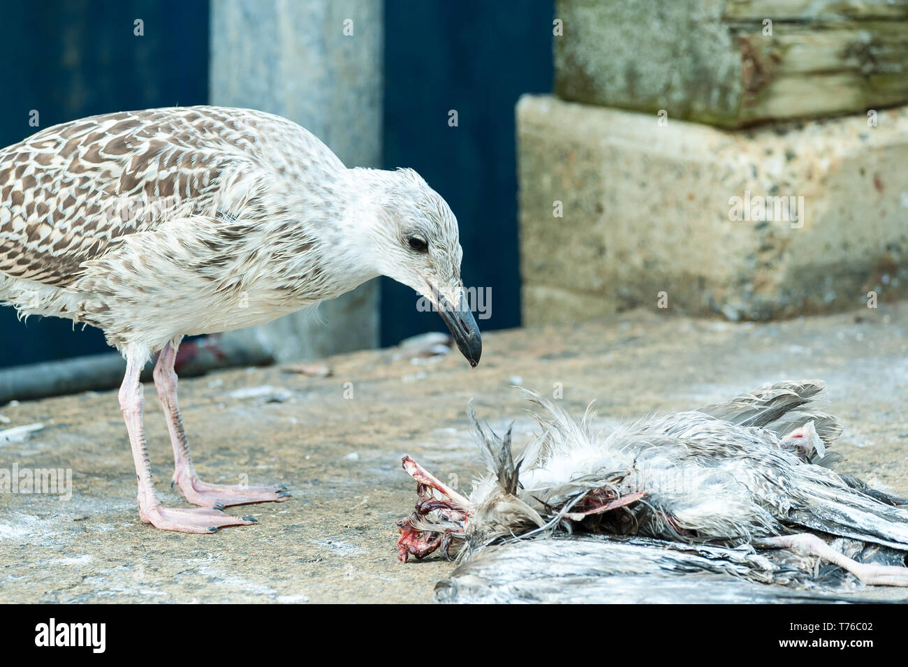 Seagull staring at dead seagull on the pier Stock Photo - Alamy
