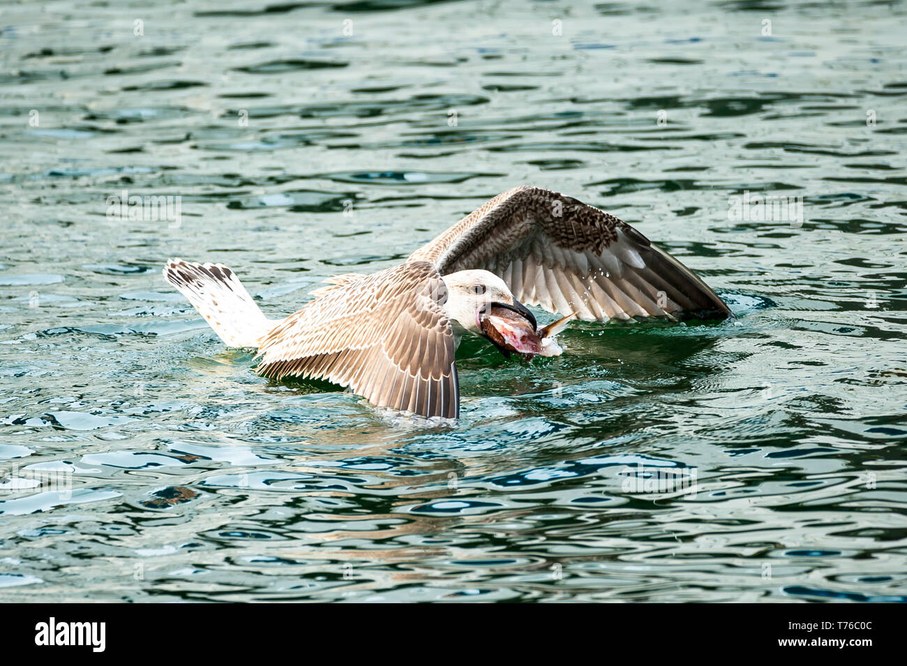 Leftover fish hi-res stock photography and images - Alamy